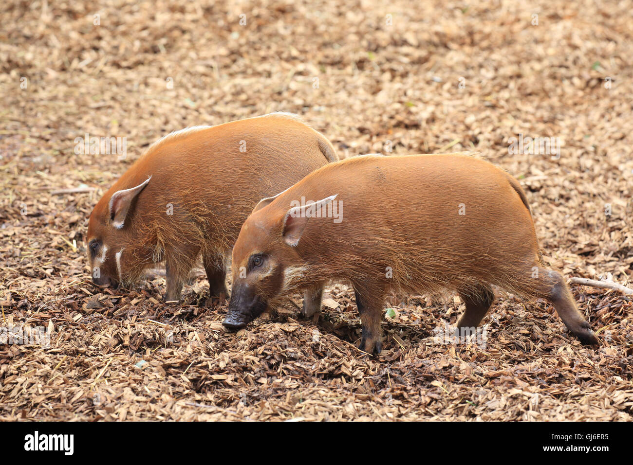 bush pigs, young animals, Potamochoerus porcus Stock Photo - Alamy