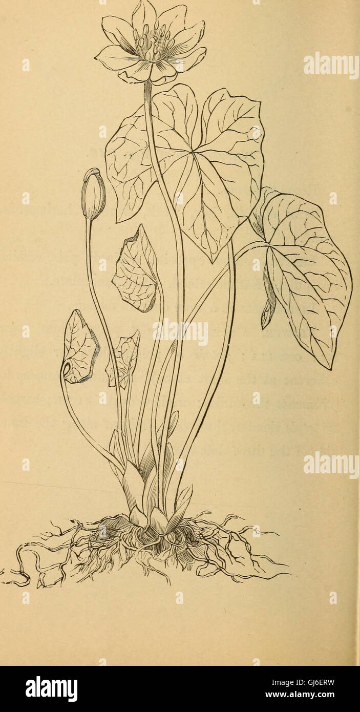 This 1870 introductory botany book encourages children to develop ...