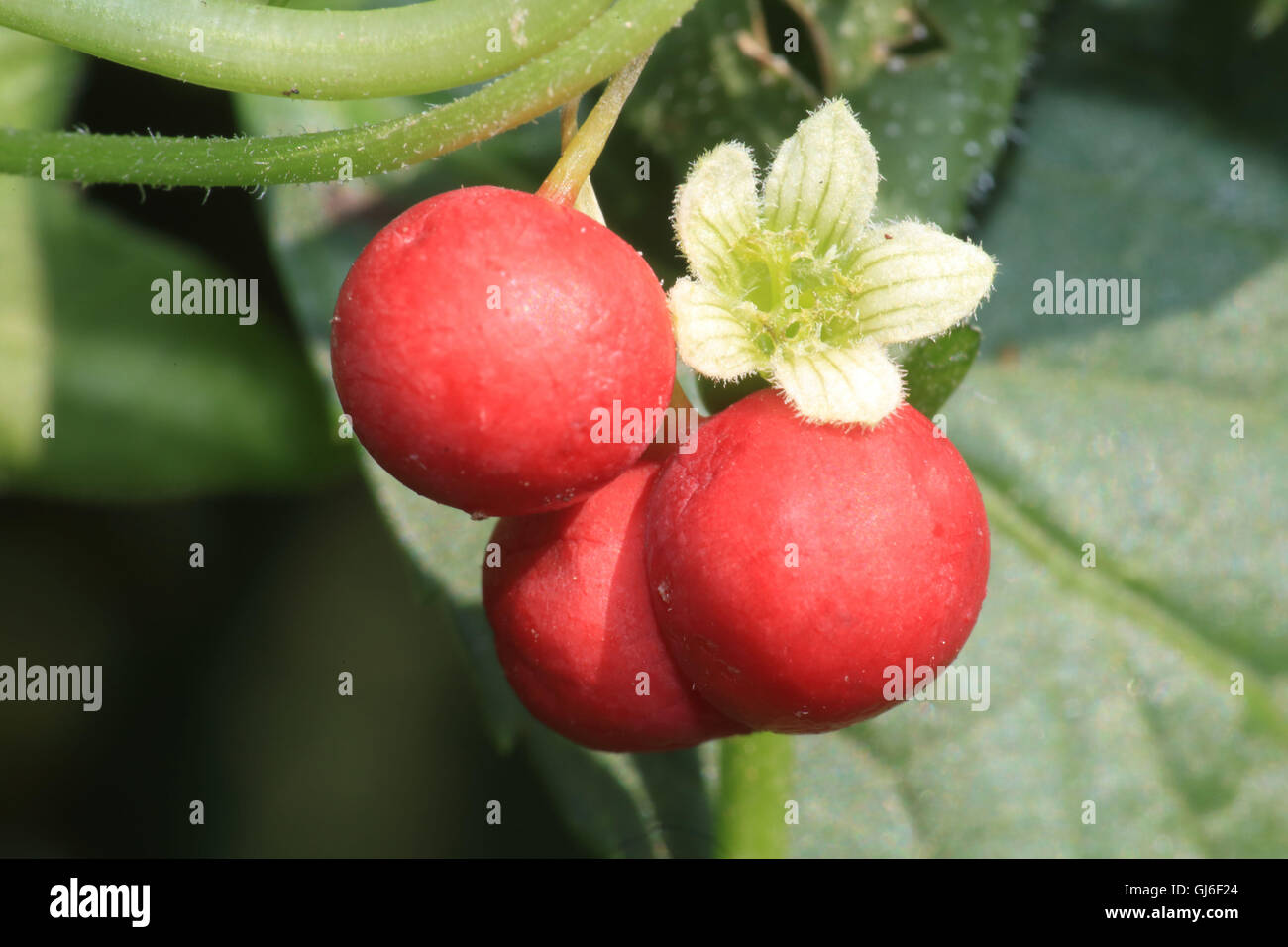 Bryonia dioica berries hi-res stock photography and images - Alamy