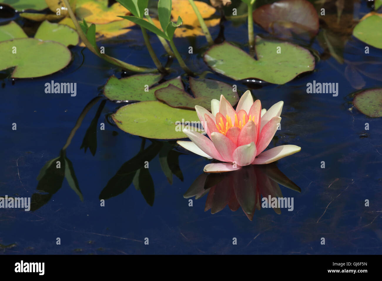 Water lily nymphaea caerulea hi-res stock photography and images - Alamy