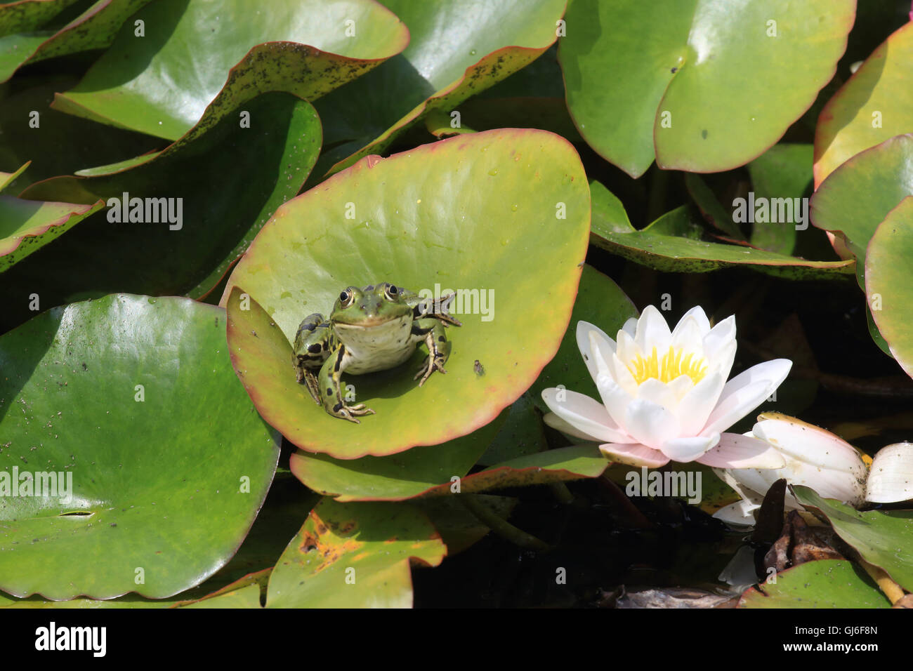 edible frog and water lily, Rana esculenta Stock Photo - Alamy