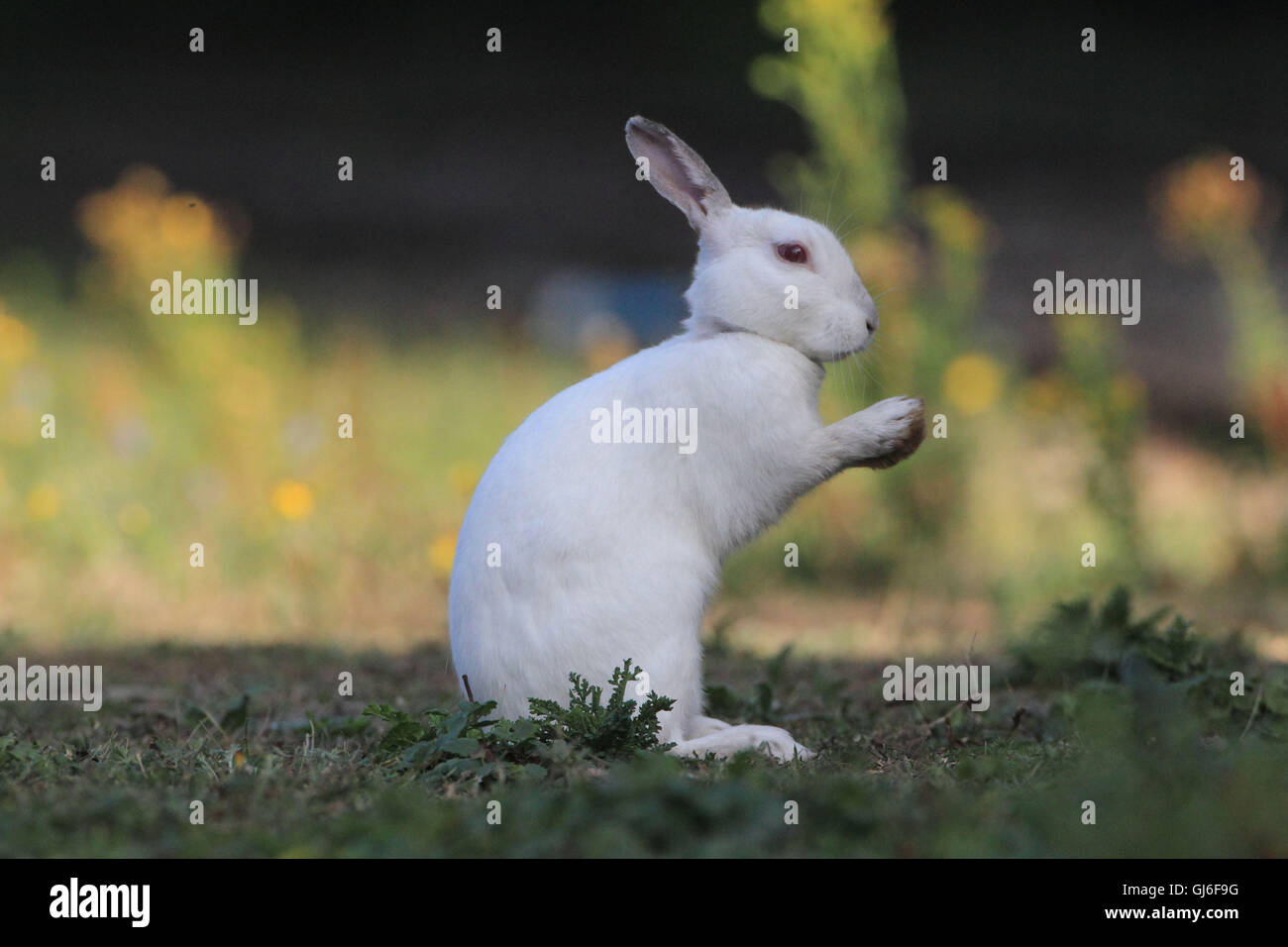 Wild rabbits, albino, Oryctolatus cuniculus Stock Photo - Alamy