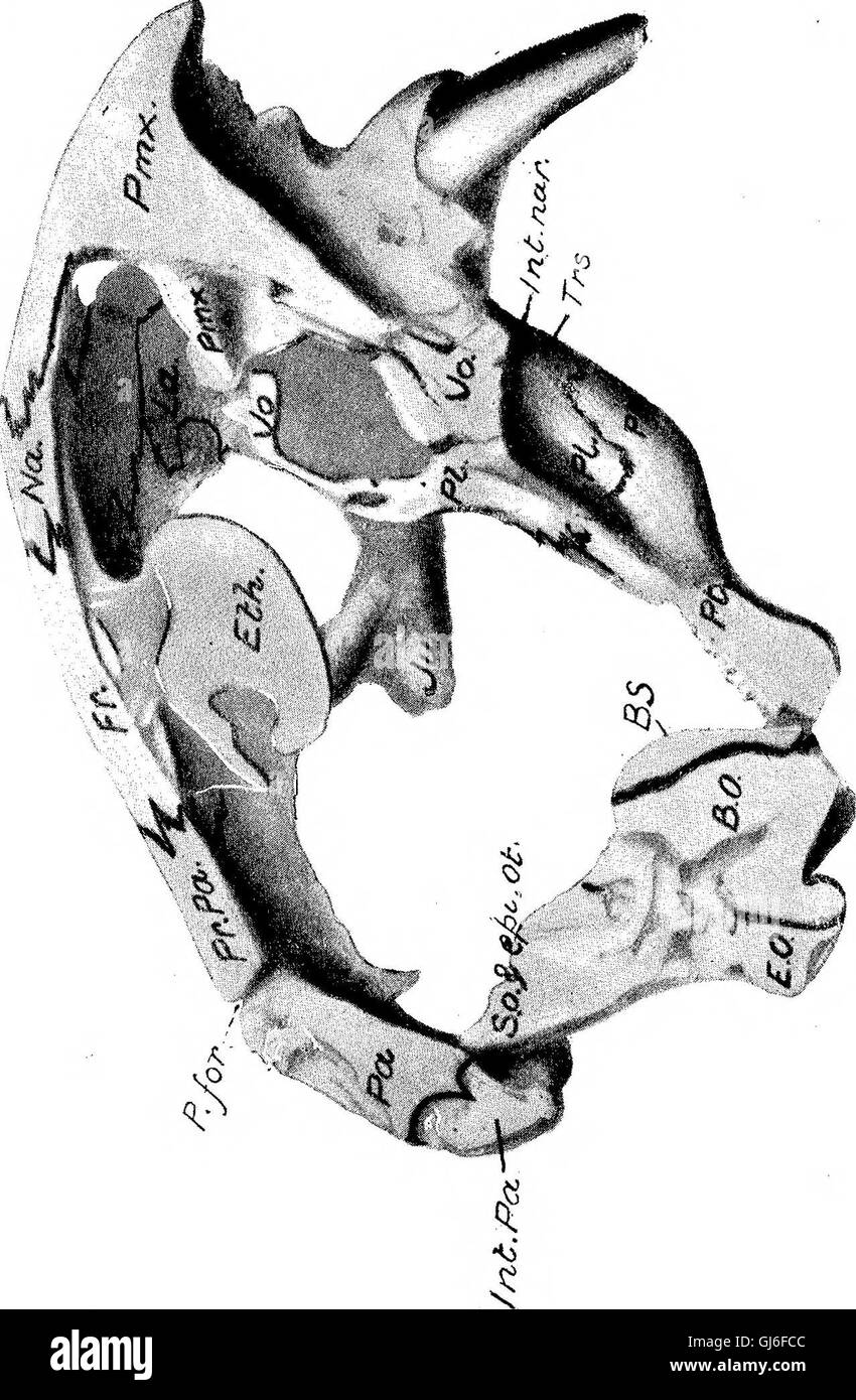A scientific study from 1914 analyzing the skull of a Dicynodon, an ...