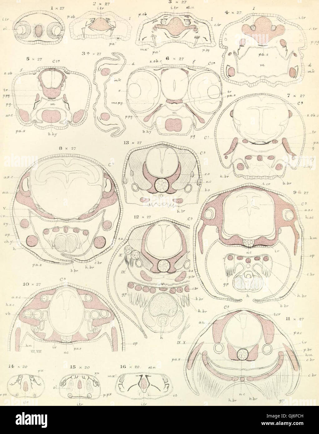 On the Development of the Skull in Lepidosteus osseus (1882 Stock Photo ...