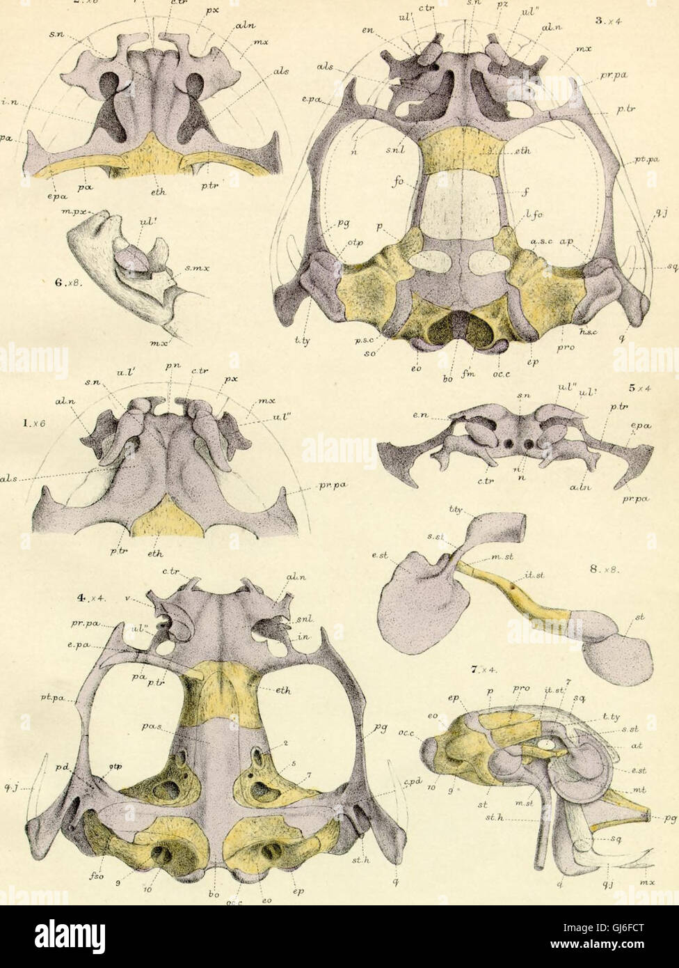 This 1876 work presents detailed research on the structure and ...