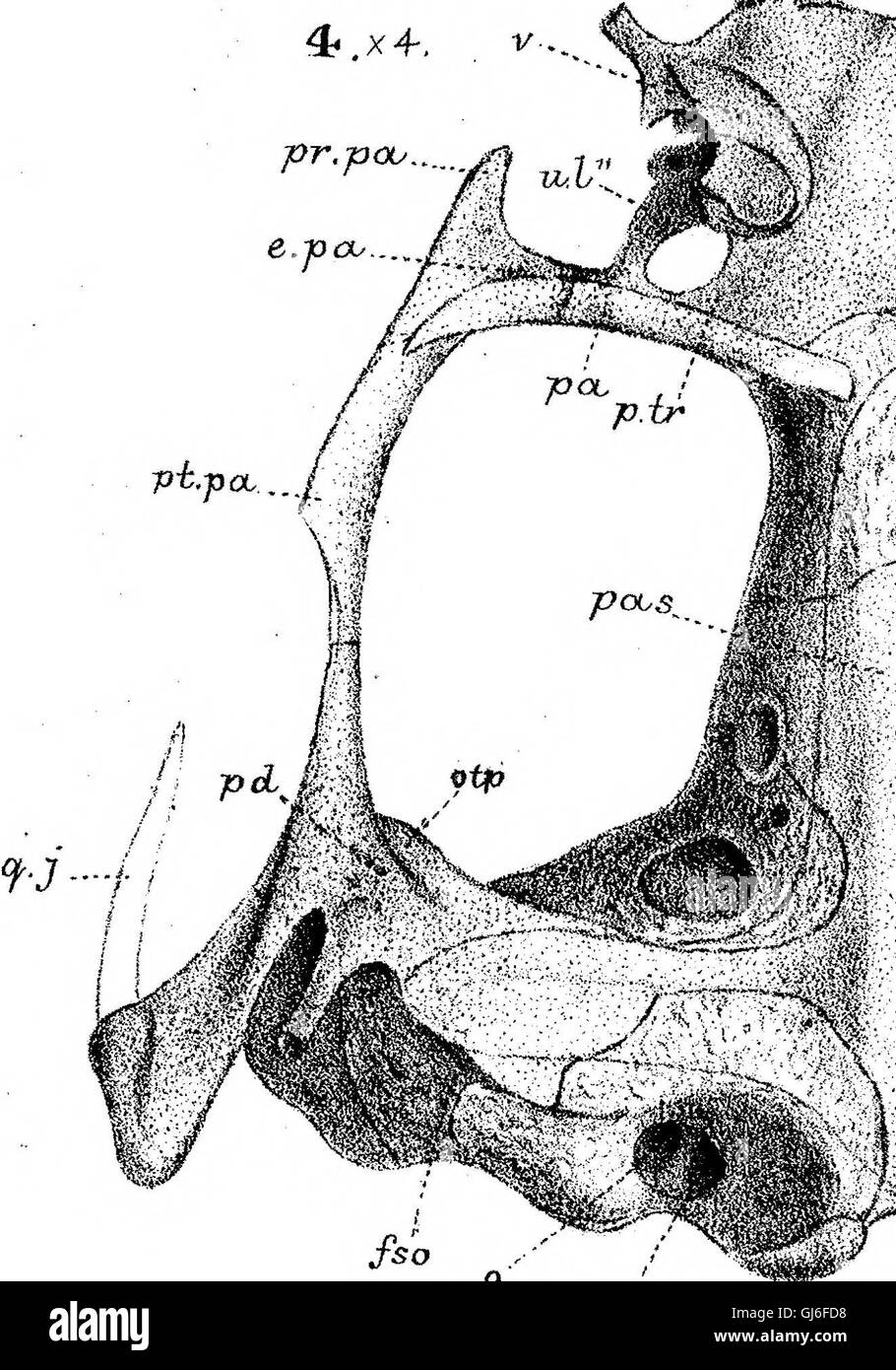 'On the Structure and Development of the Skull in the Batrachia. Part ...