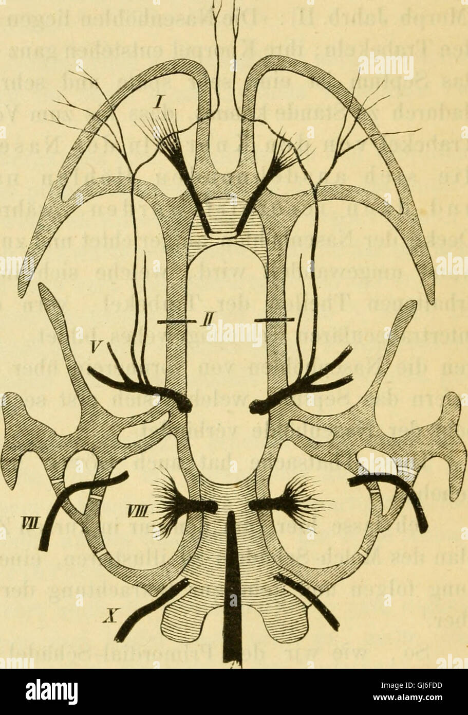 'Das Kopfskelet der Urodelen' (1877) is a comparative anatomical study ...
