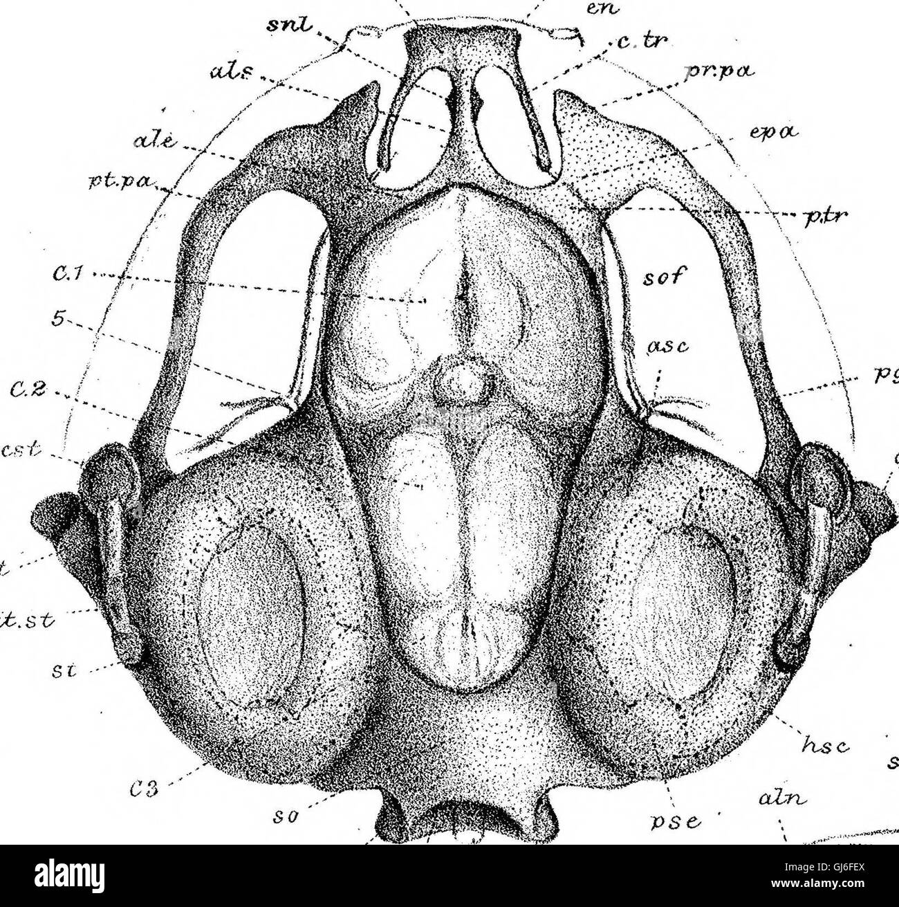 On the Structure and Development of the Skull in the Batrachia. Part II ...