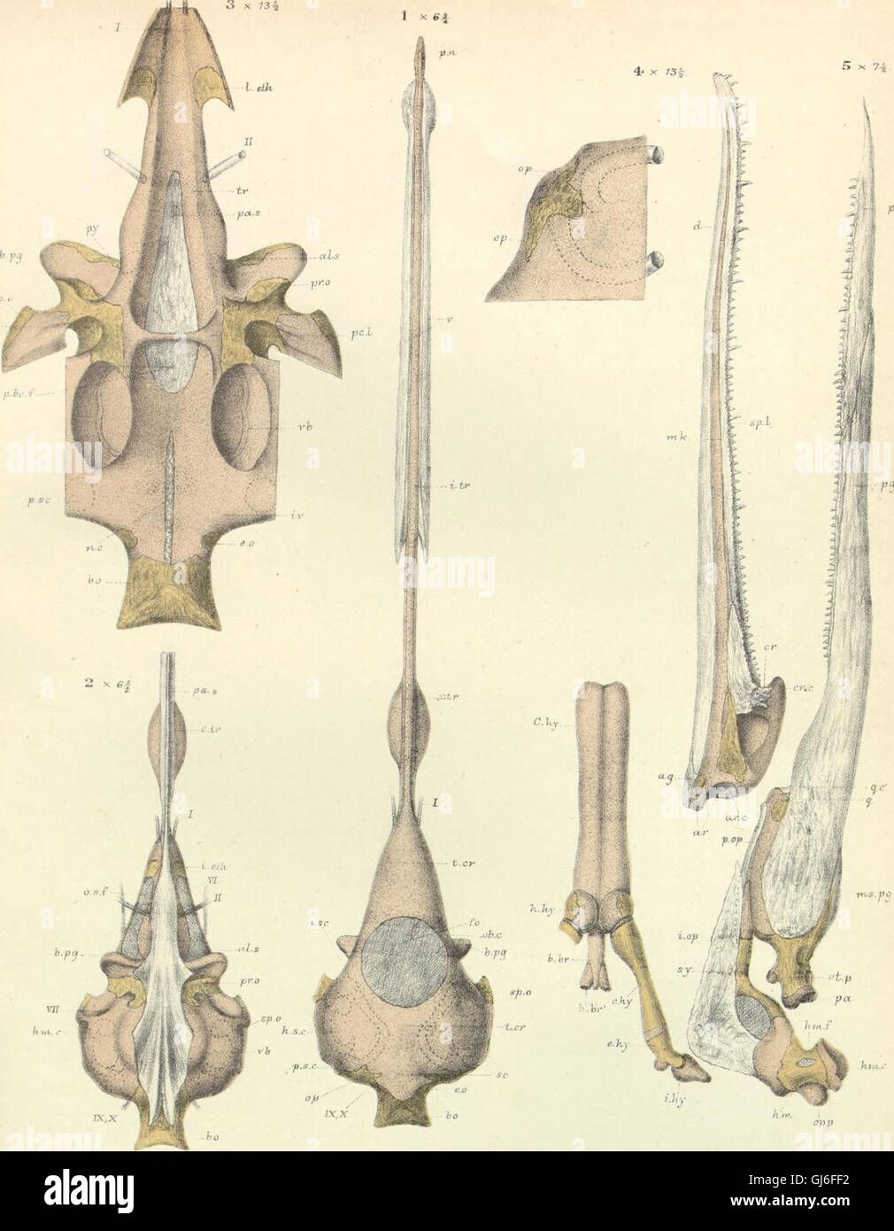 This 1882 scientific work focuses on the developmental processes of the ...
