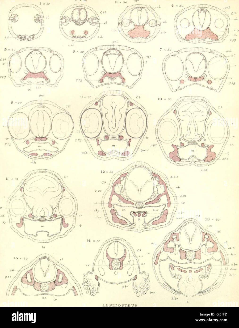 This 1882 study examines the development of the skull in the fish ...