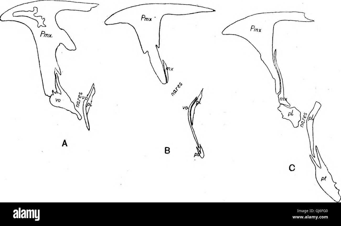 A 1914 study examining the skull of a Dicynodon, a genus of extinct ...