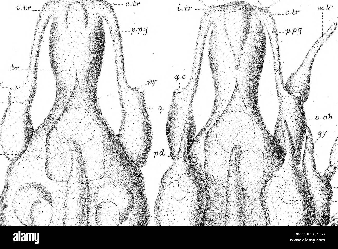 This 1882 study explores the development of the skull in the fish ...