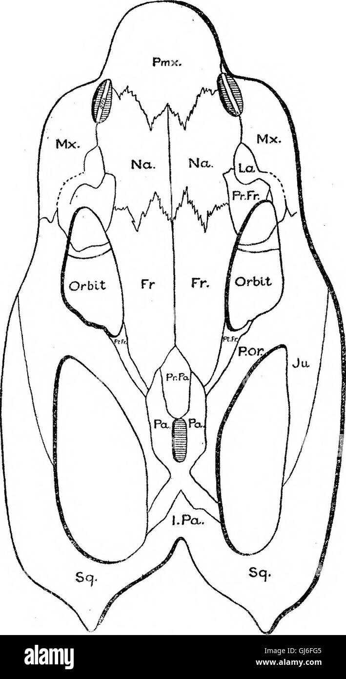 A detailed anatomical study of the skull of a Dicynodon, an extinct ...