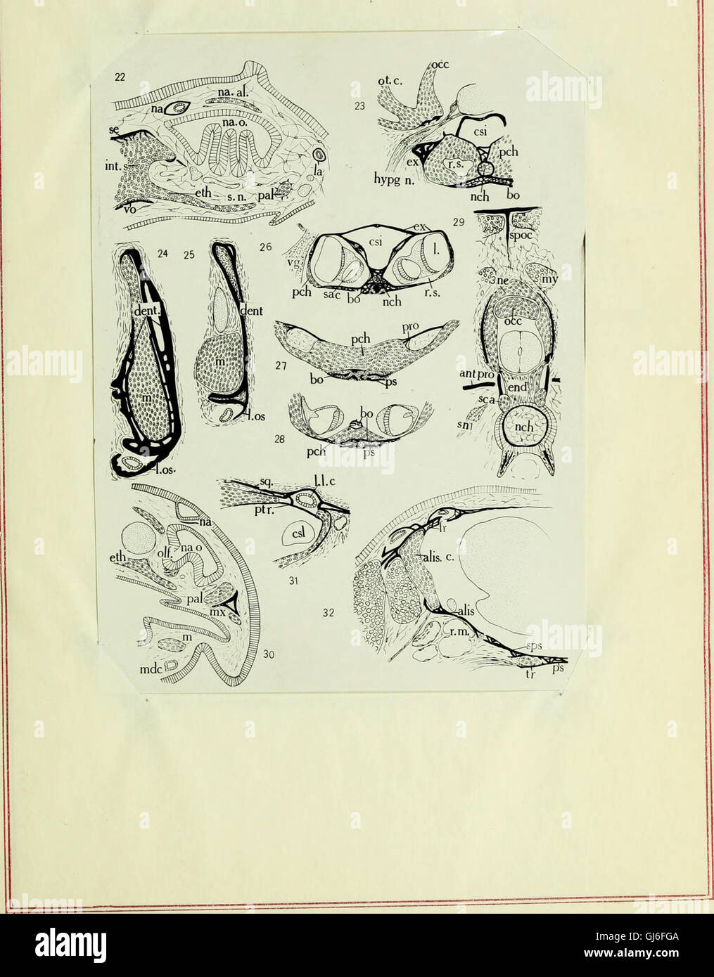 The skull of Amiurus (1918 Stock Photo - Alamy