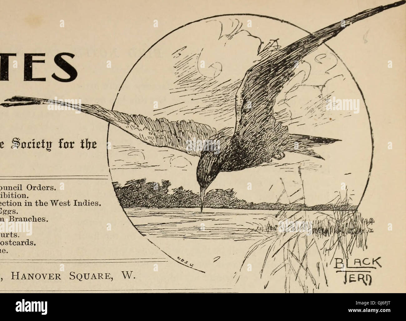 'Bird Notes and News' (1903) is a publication focused on ornithology ...