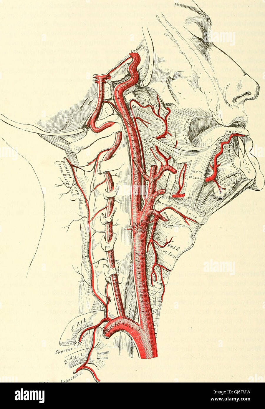 This 1897 textbook offers detailed descriptions of human anatomy and ...