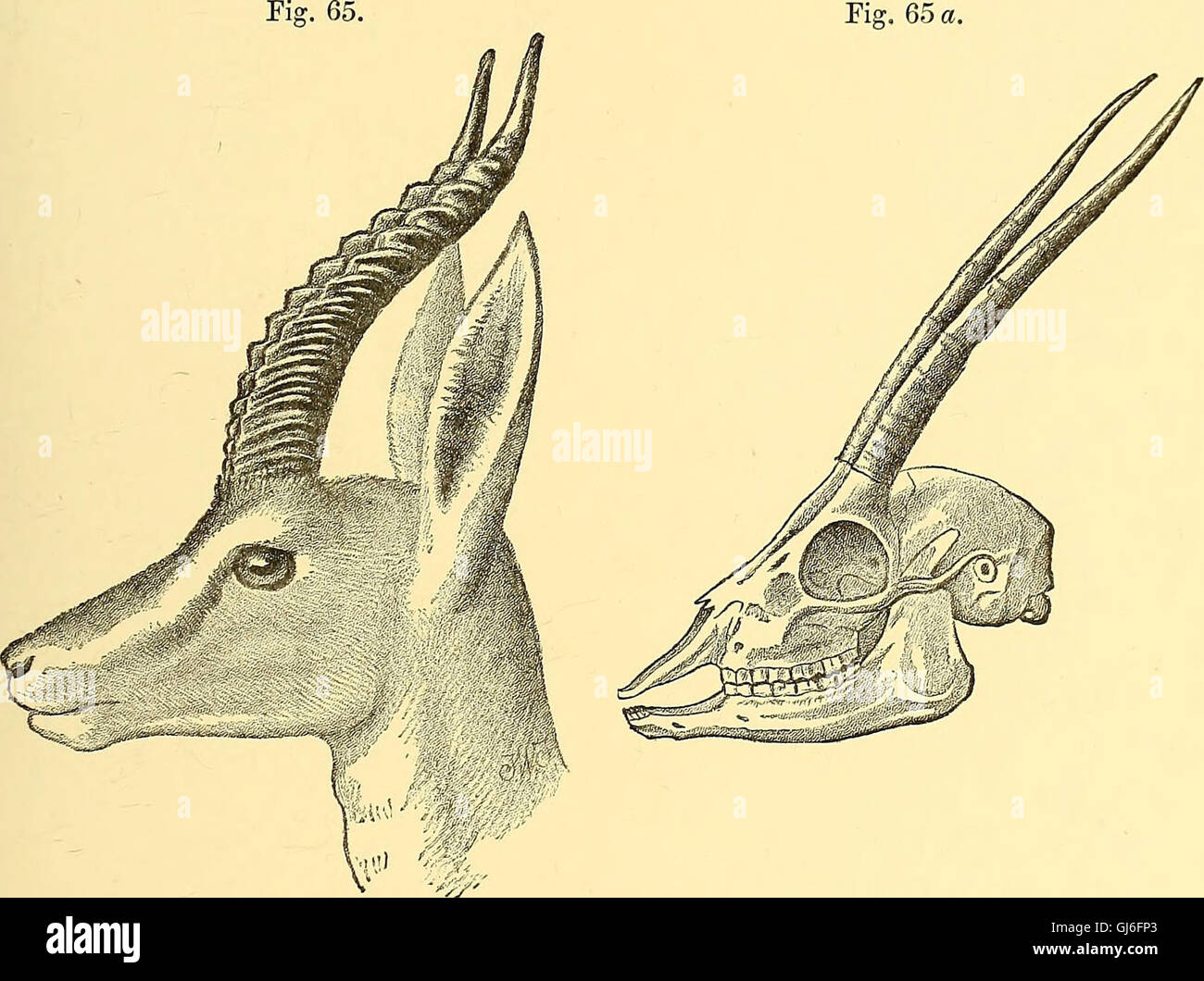 Book antelopes 1894 hi-res stock photography and images - Alamy