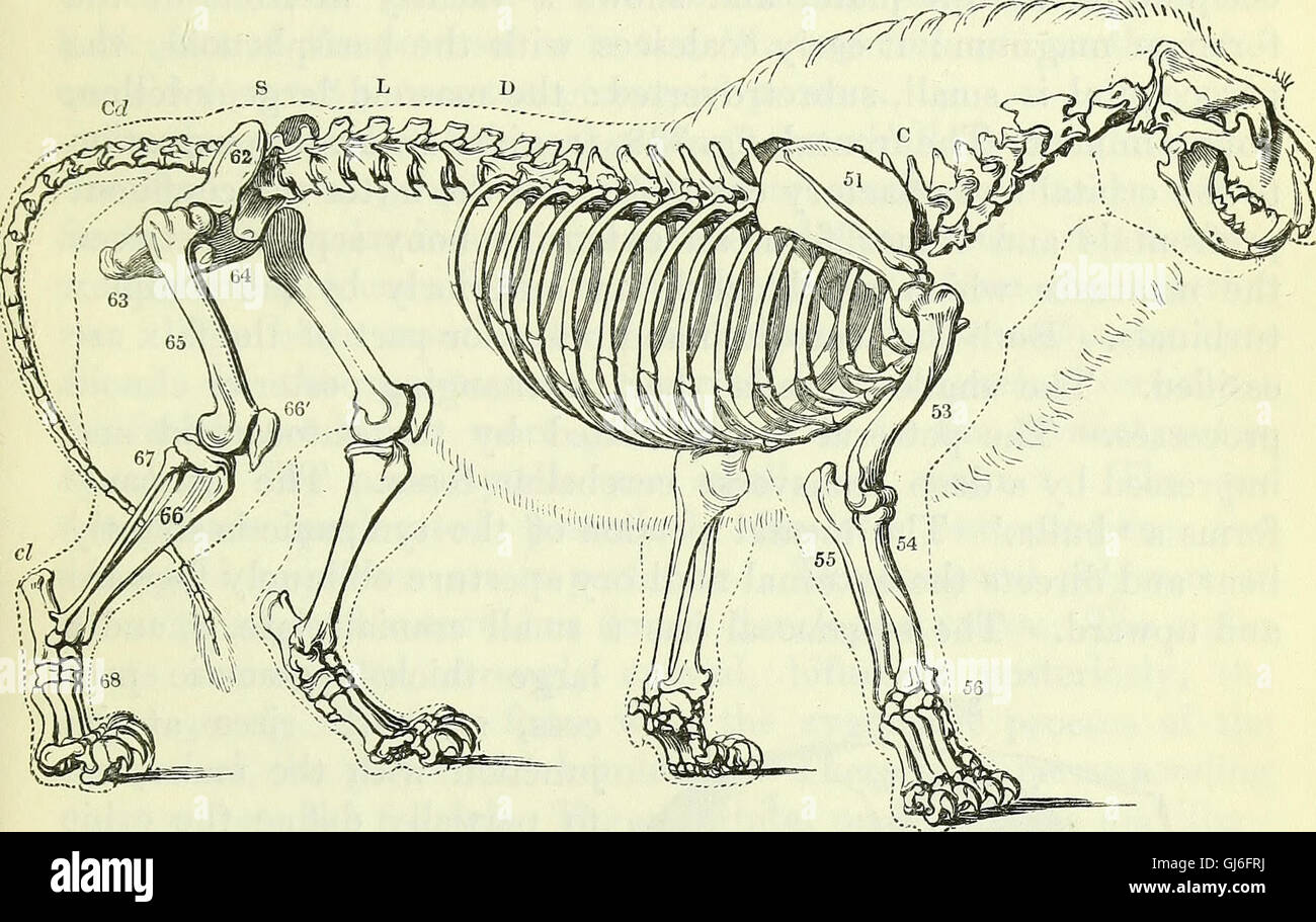 *On the Anatomy of Vertebrates* (1866) is a scientific work focused on ...