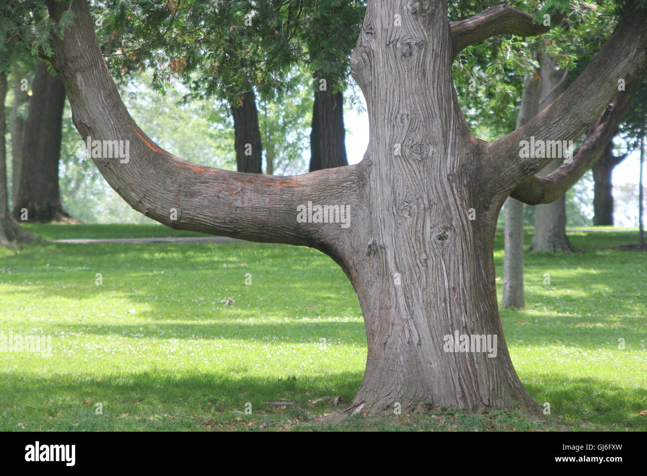 Large old tree with hug trunk and limbs Stock Photo - Alamy