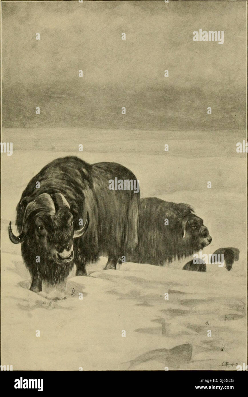 Musk ox drawing hi-res stock photography and images - Alamy