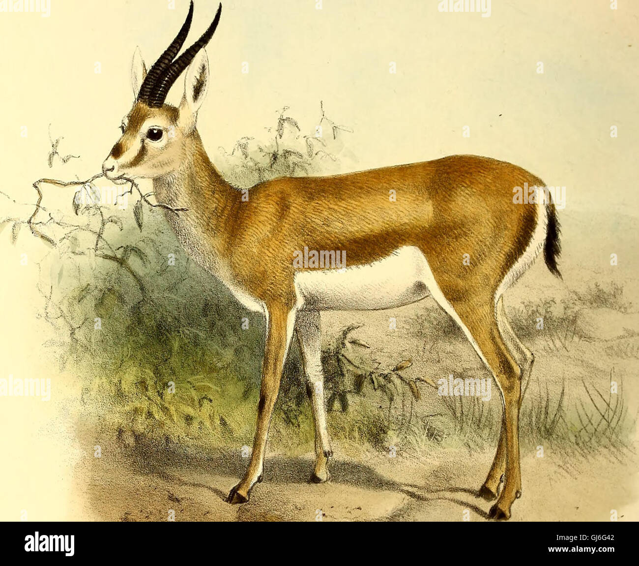 Book antelopes 1894 hi-res stock photography and images - Alamy