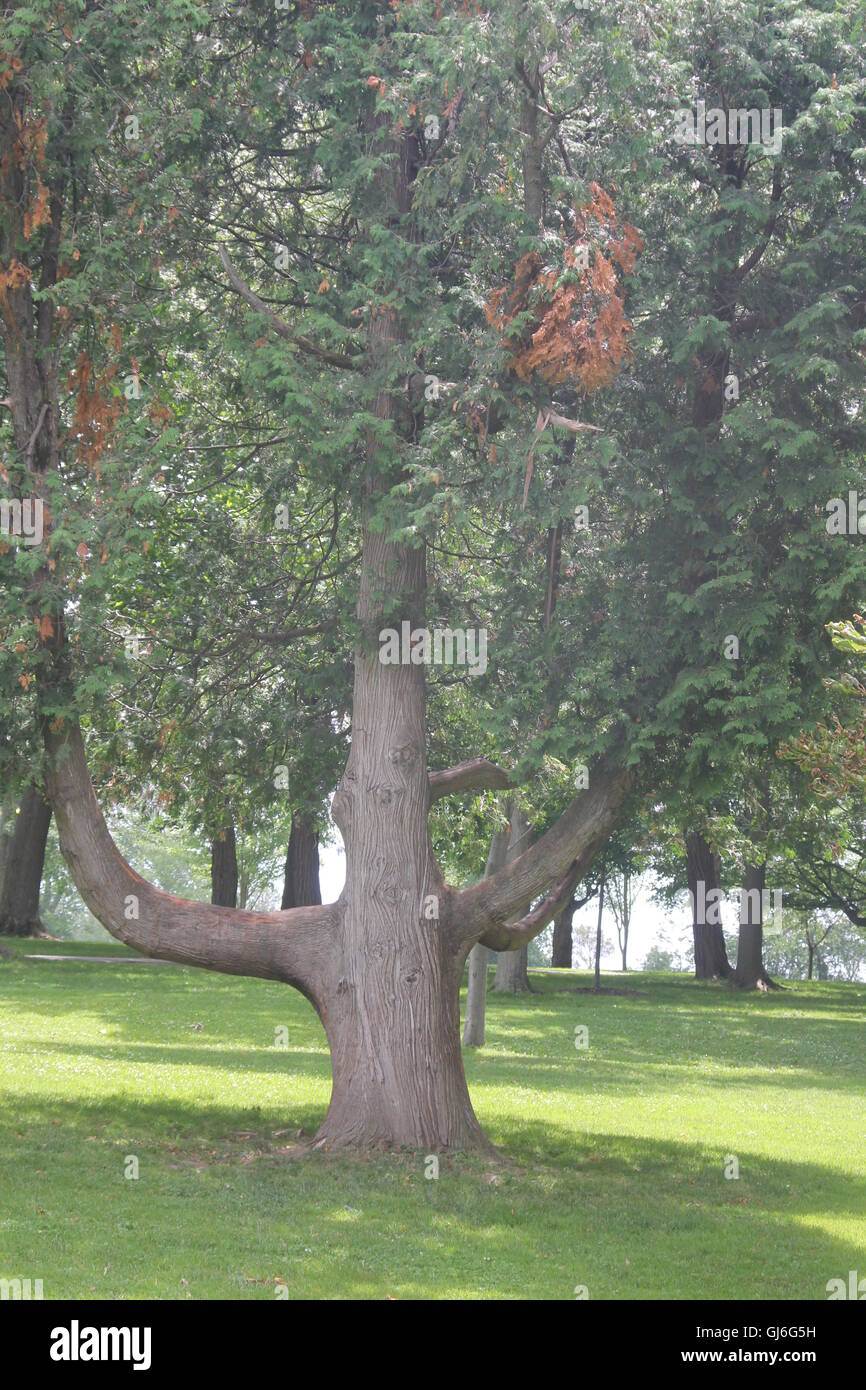 Large limbs hi-res stock photography and images - Alamy