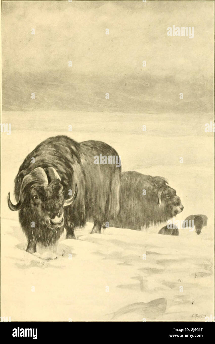 This 1904 work provides detailed descriptions of the musk-ox, bison ...
