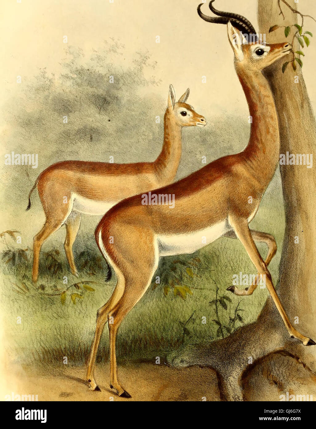 Book antelopes 1894 hi-res stock photography and images - Alamy