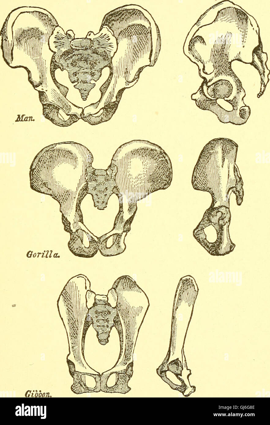 This 1890 work by Thomas Henry Huxley explores human evolution ...