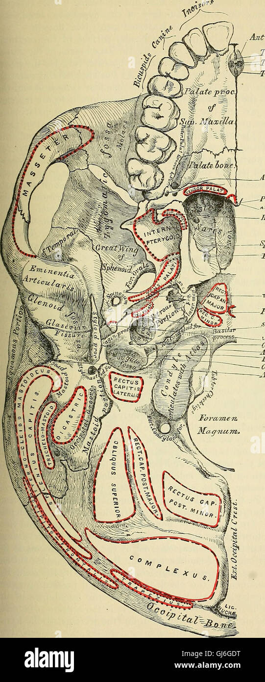Anatomy, descriptive and surgical (1887 Stock Photo - Alamy