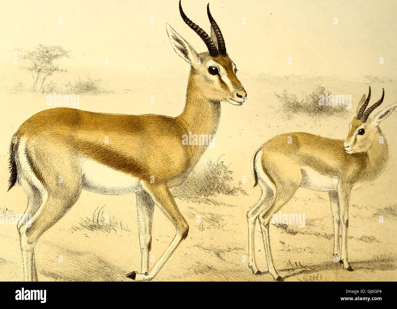 This 1894 book provides detailed descriptions and illustrations of ...