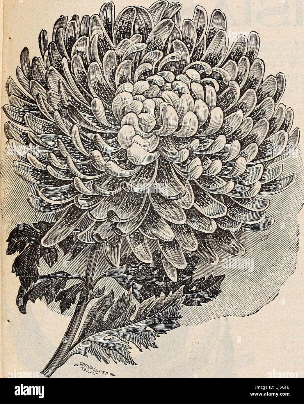 The 'Floral Catalogue - Illustrated' (1899) provides a detailed listing ...