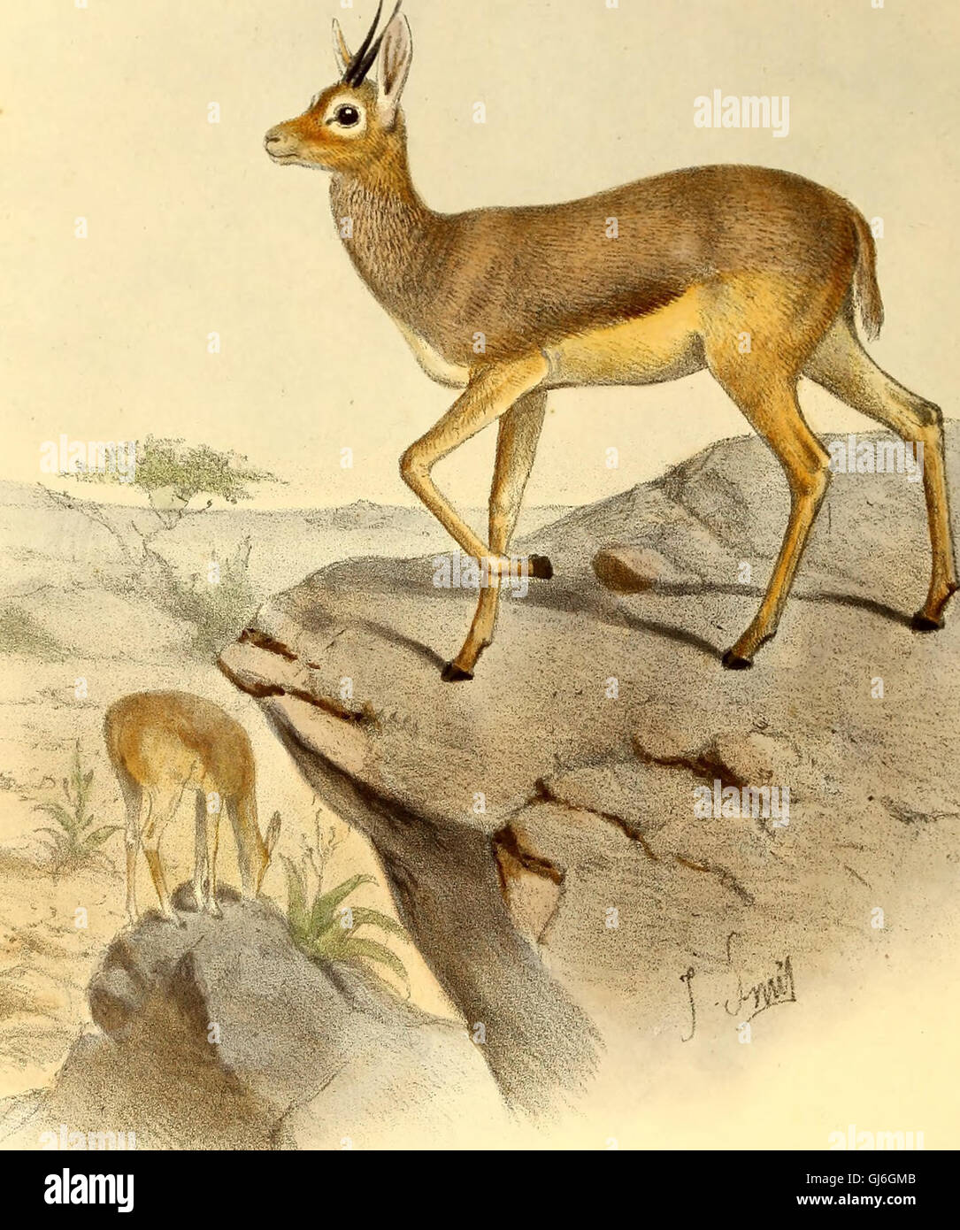 Book antelopes 1894 hi-res stock photography and images - Alamy