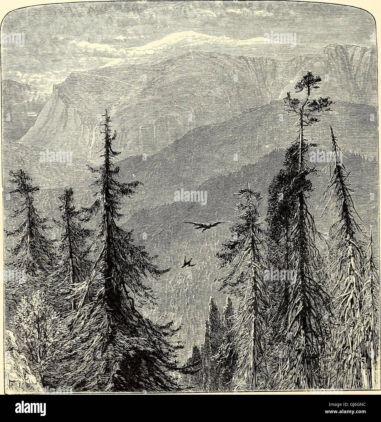 This 19th-century illustrated work captures the beauty and diversity of ...
