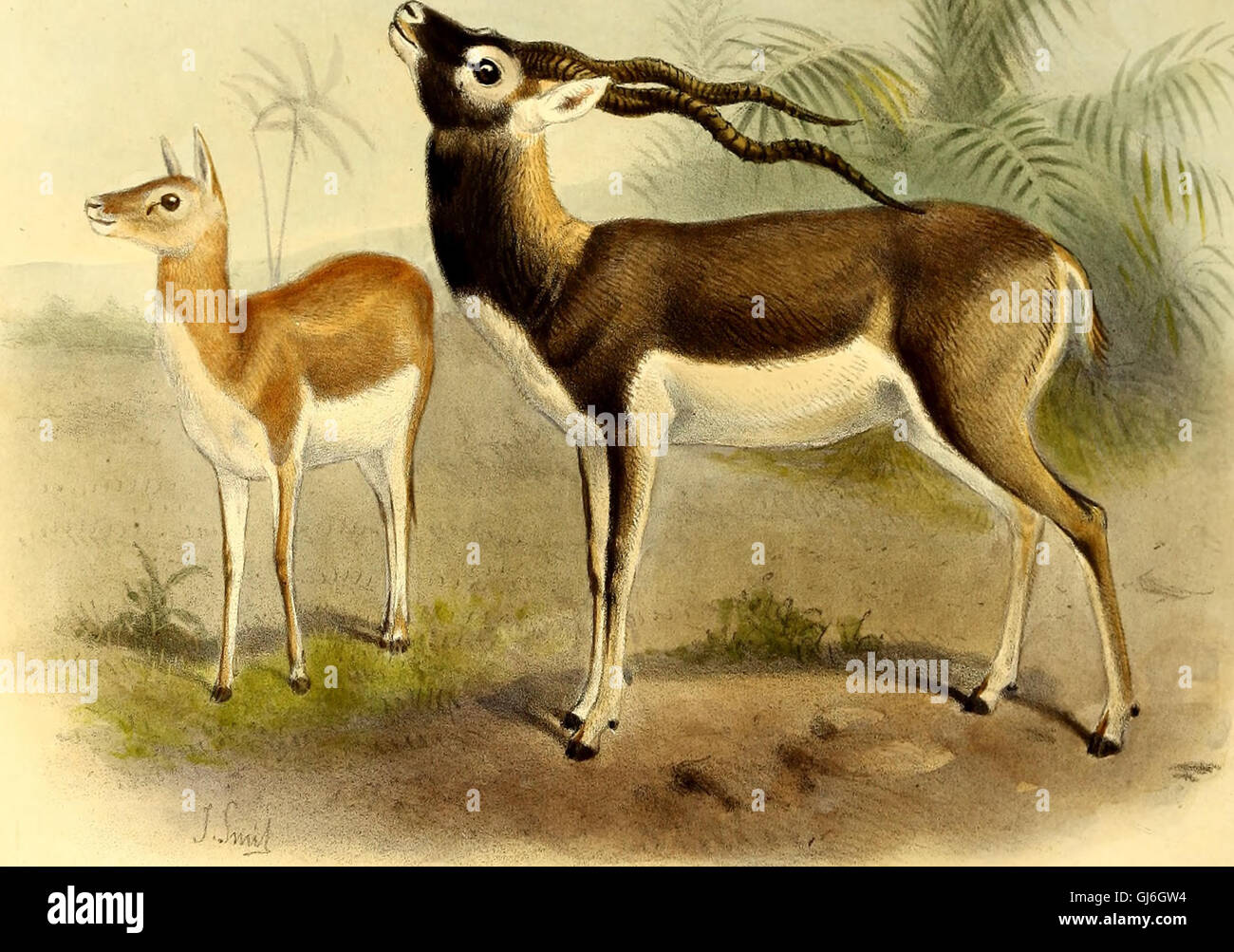 This 1894 work provides a comprehensive guide to antelopes, describing ...