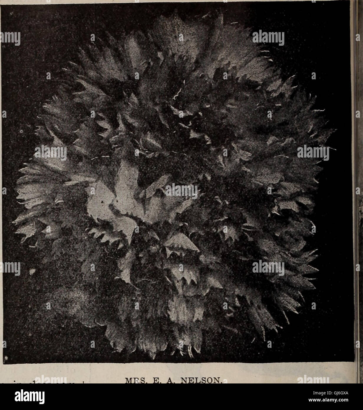 *Spring 1902* is a publication capturing the events, cultural ...