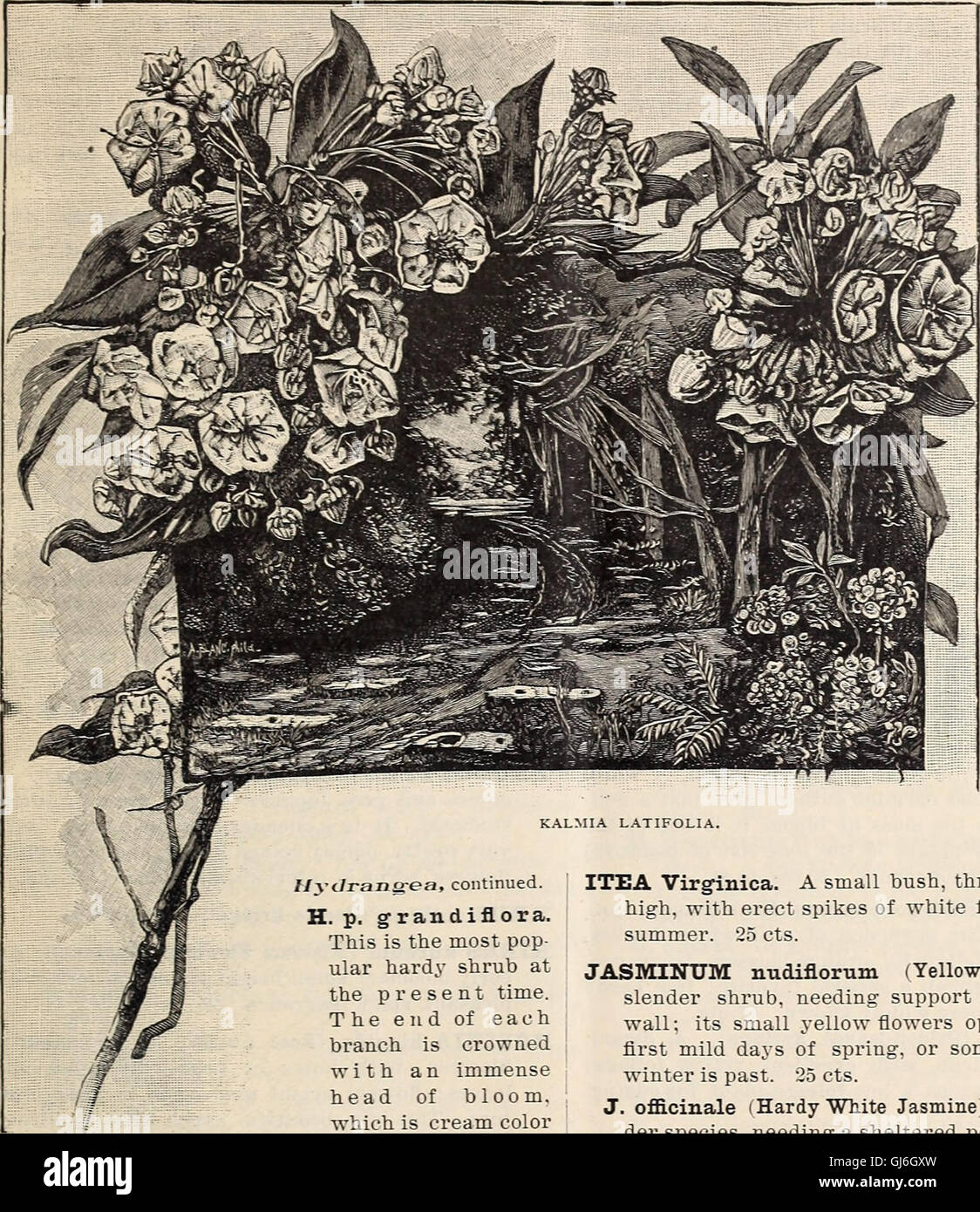 This 1891 catalog provides a comprehensive listing of ornamental trees ...