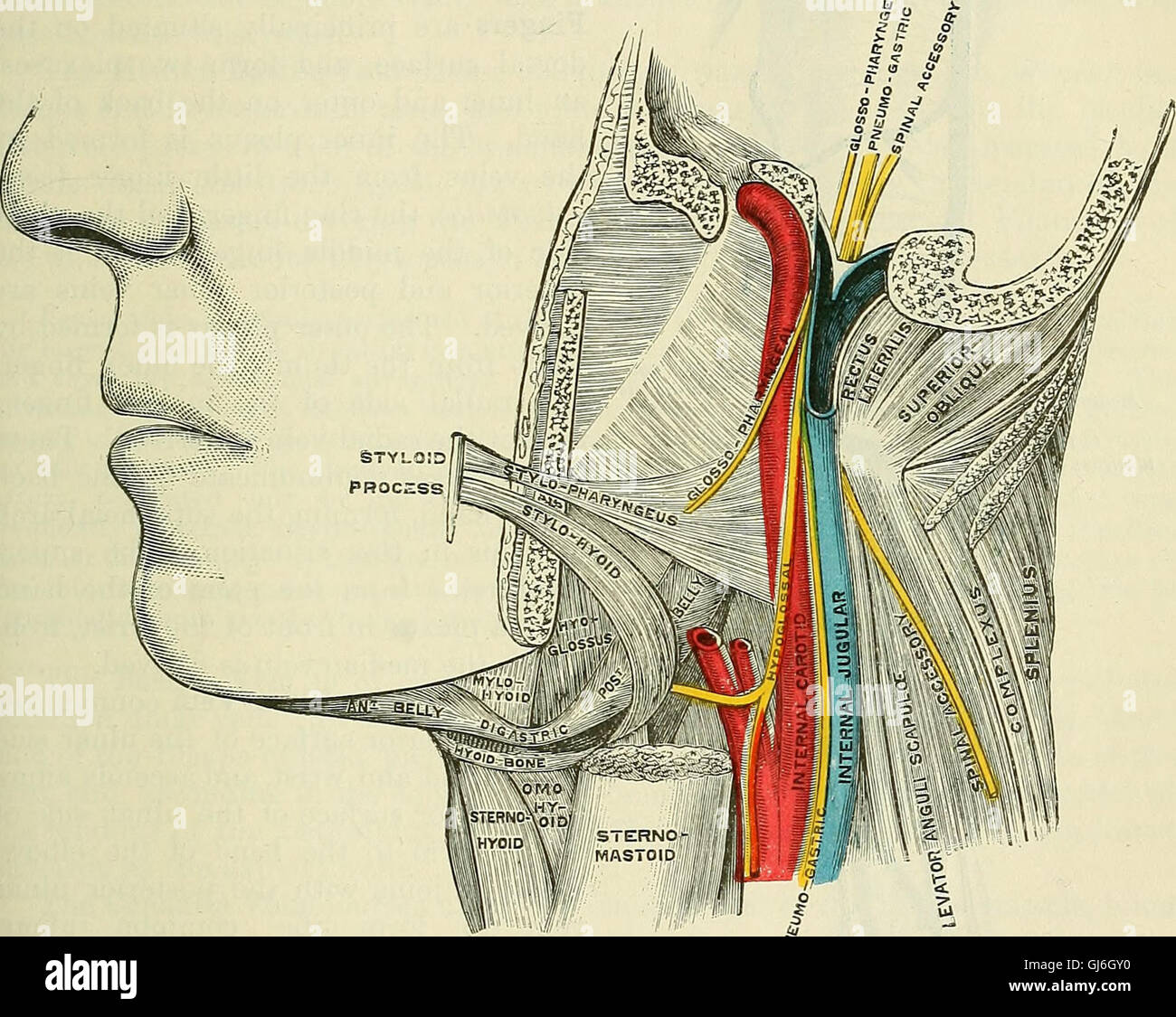 This 1897 textbook provides a detailed study of human anatomy, covering ...