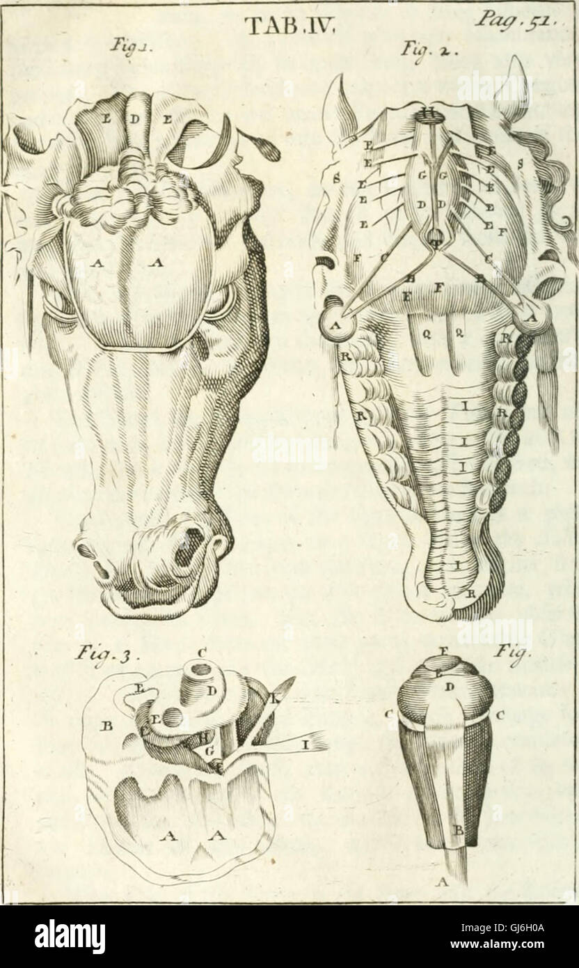 This guide offers a detailed description of horse anatomy and the ...