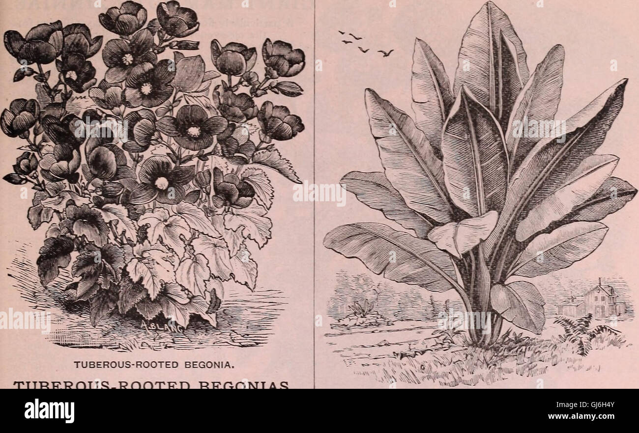 The 1887 Burpee’s Farm Annual, providing information on seed varieties ...