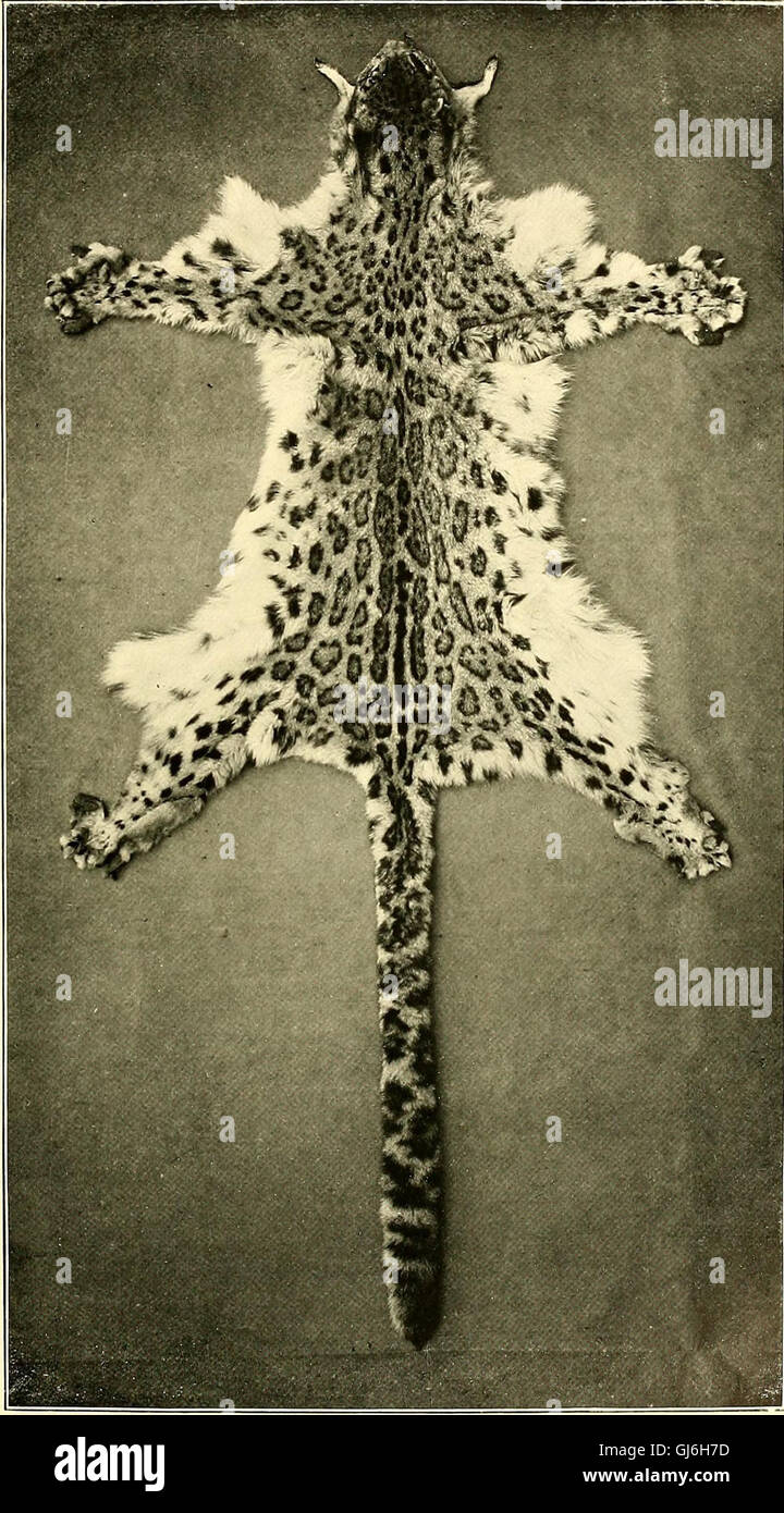 This 1900 work provides an in-depth look at the hunting practices ...