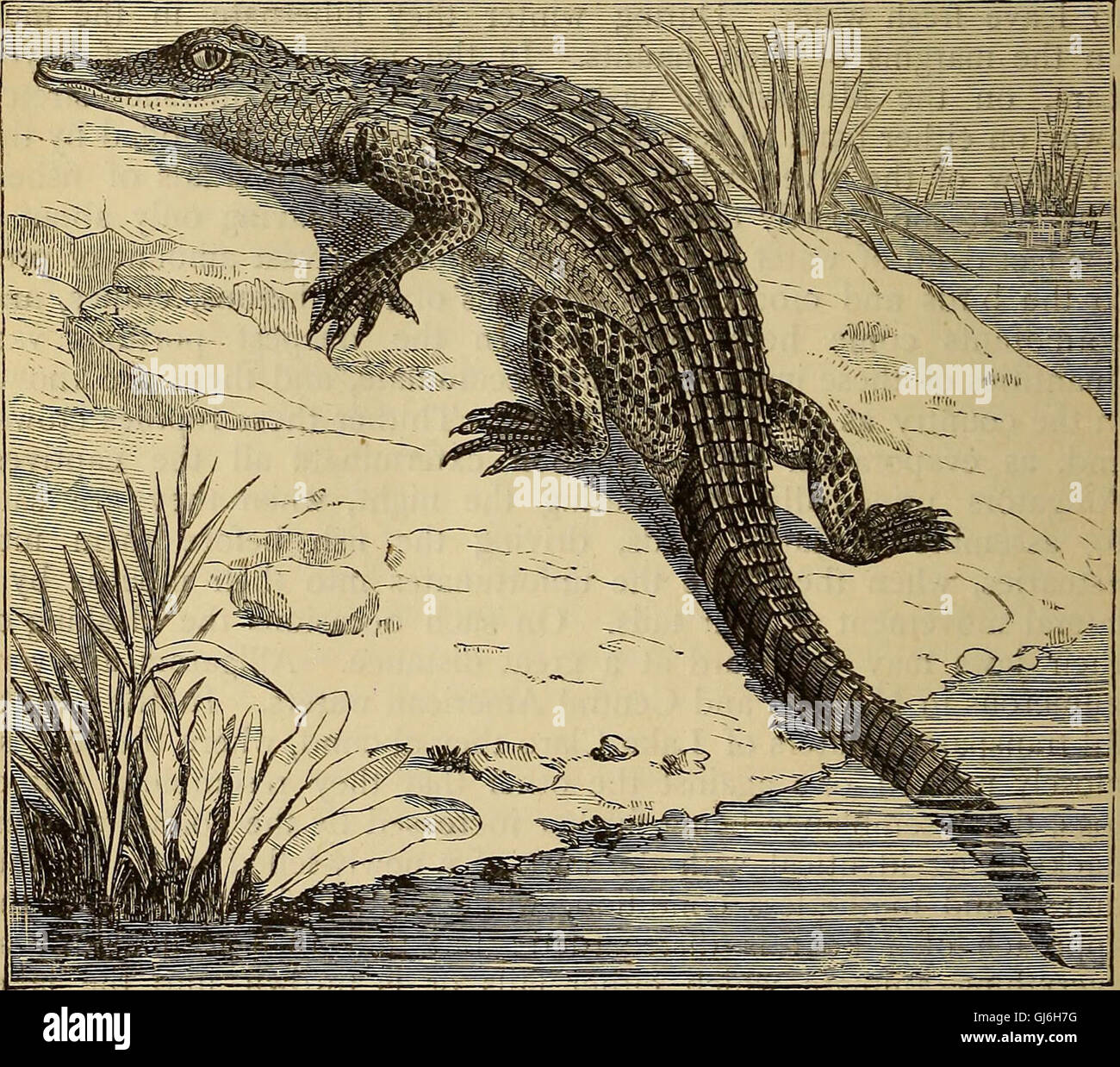 This 1873 book provides a comprehensive overview of reptiles and birds ...
