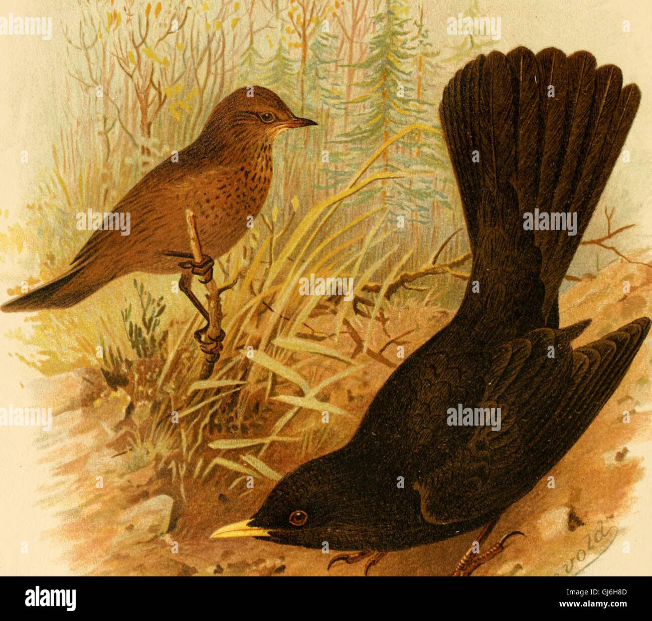 This two-volume set, published in 1907, provides a comprehensive guide ...