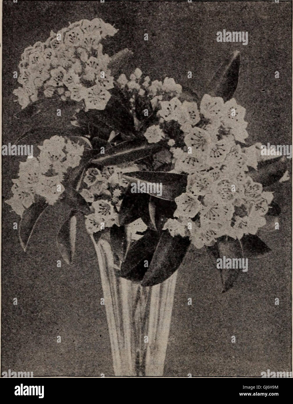 A 1902 catalog describing various species of trees, shrubs, and plants ...