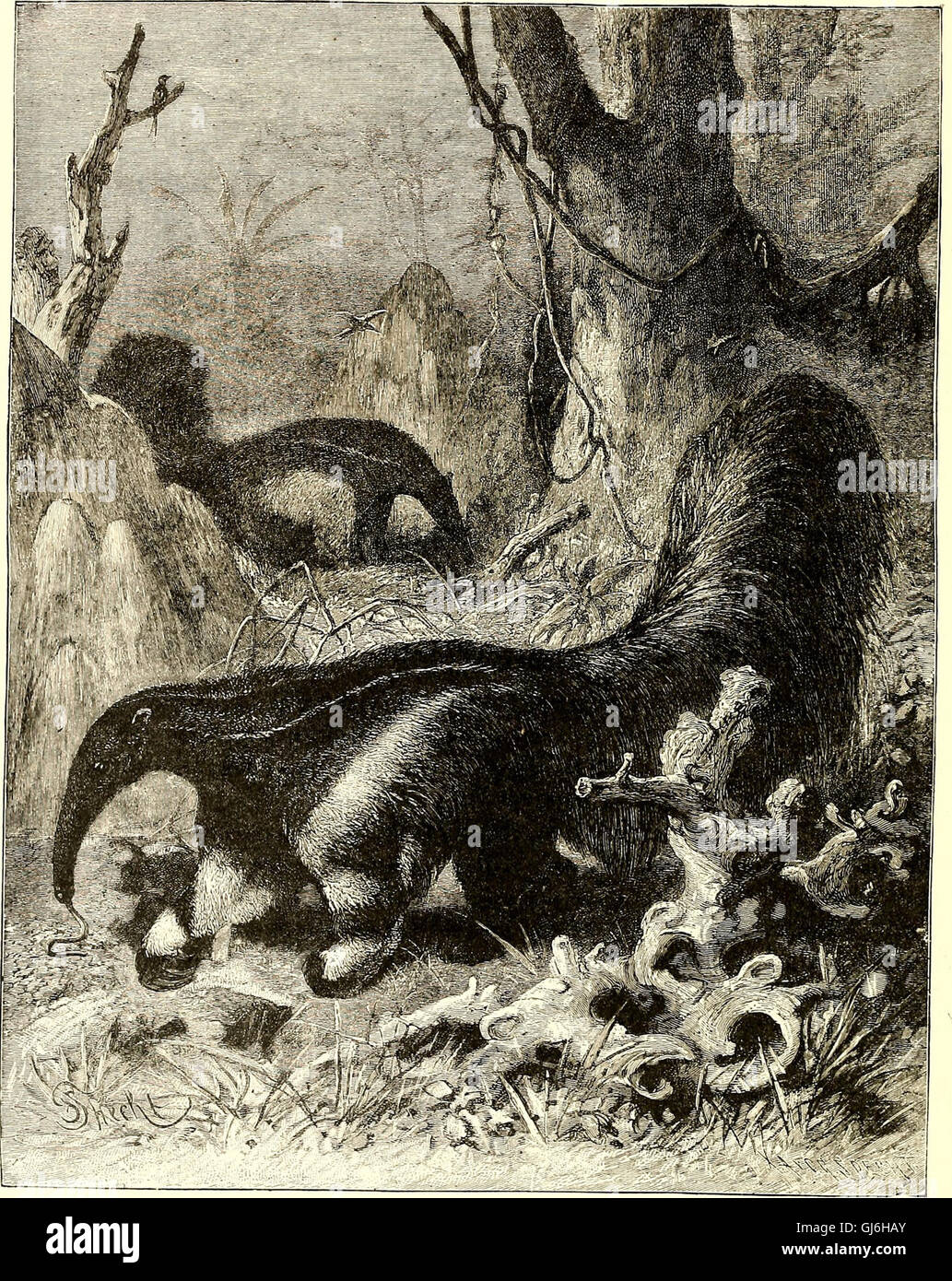 'All About Animals' (1900) is a collection of facts, stories, and ...