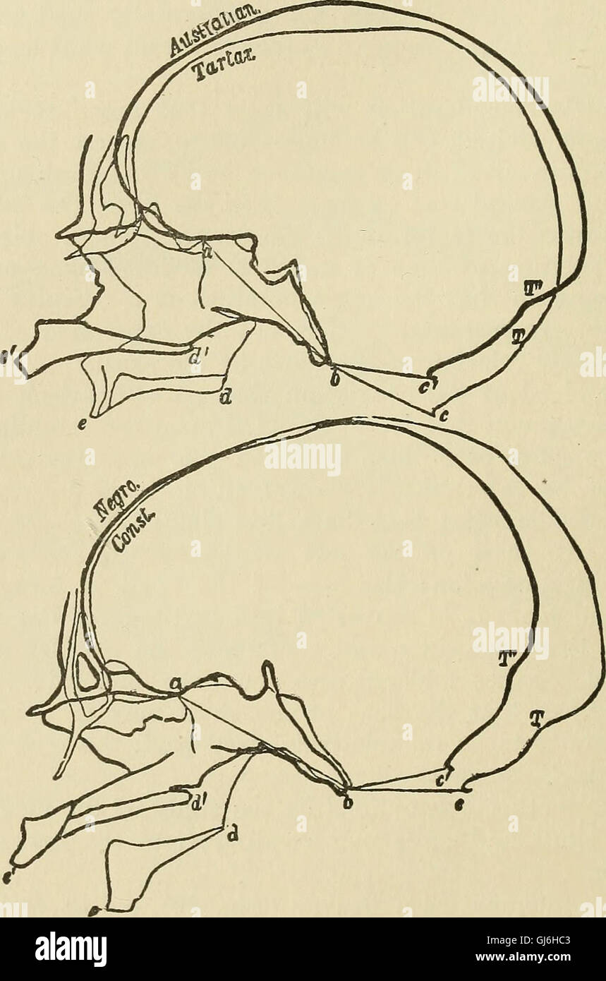 This 1904 collection of anthropological essays explores human evolution ...