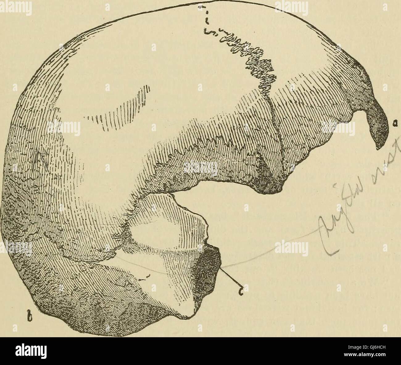 'Man's Place in Nature' (1904) by Thomas Henry Huxley explores human ...