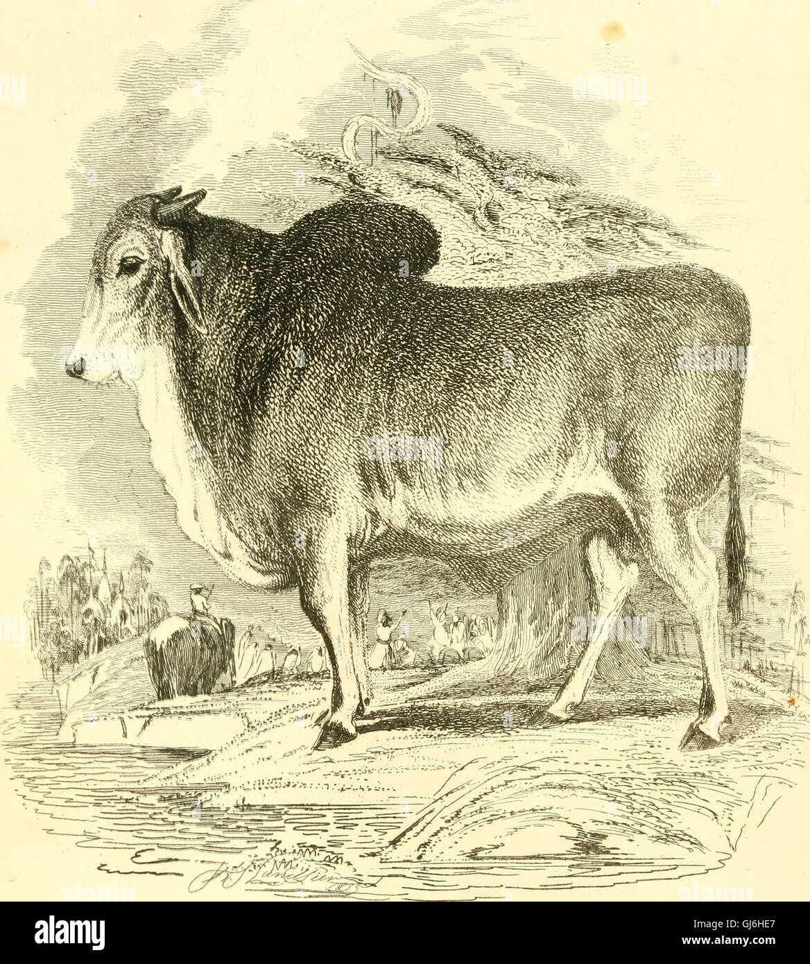 'The Animal Kingdom' (1849) is a comprehensive natural history of ...