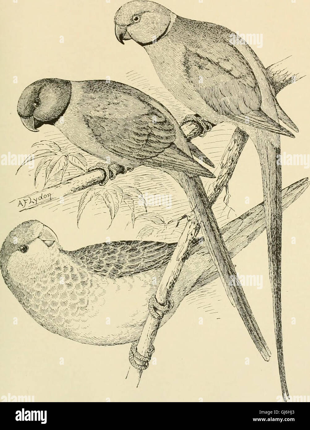 'Foreign Birds for Cage and Aviary' (1910) focuses on the care and ...