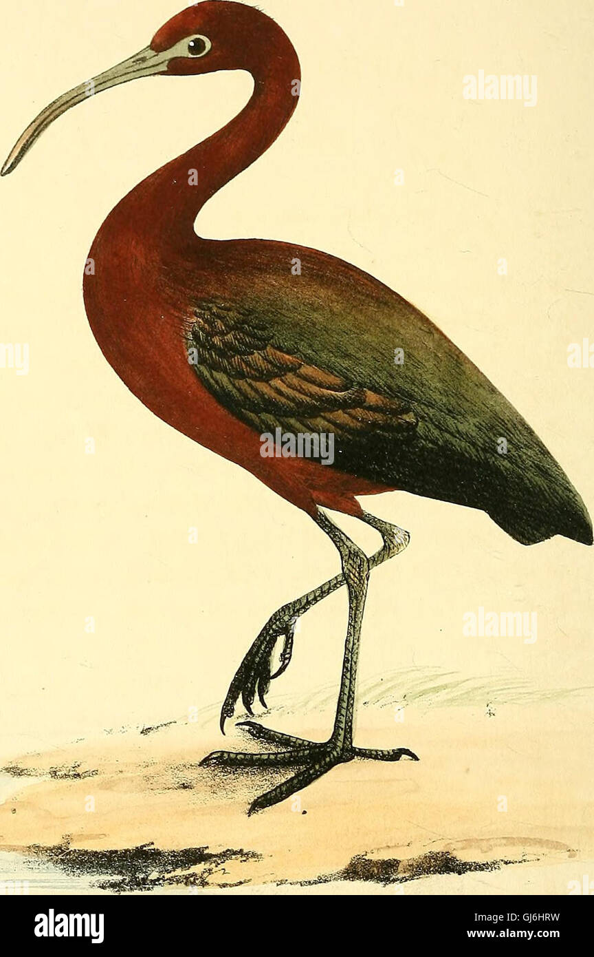 'Coloured Illustrations of British Birds, and Their Eggs' (1847 ...